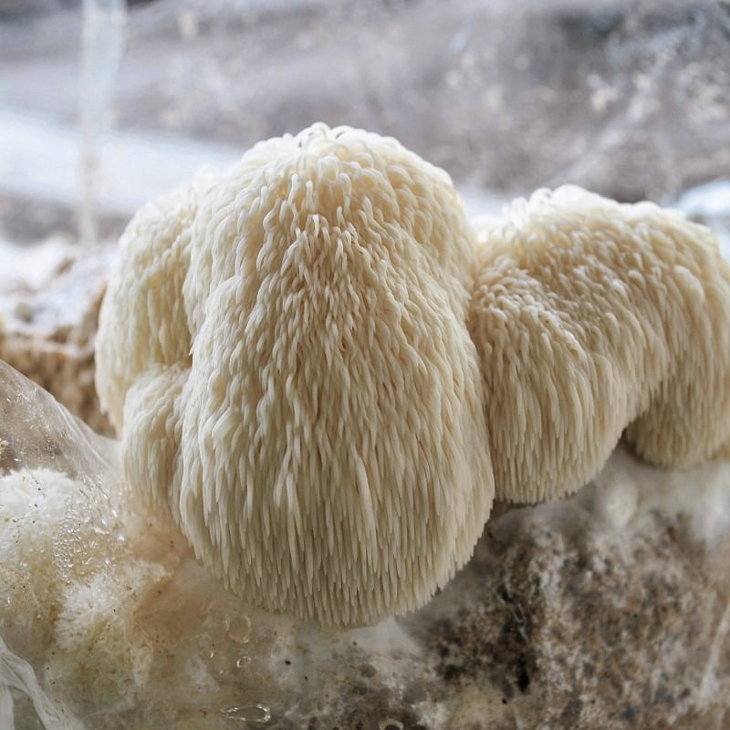 Kit cultivare ciuperci Coama Leului, pregătit pentru fructificare ...