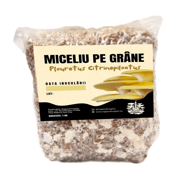 Miceliu pe grâne Archives - Regatul Fungilor