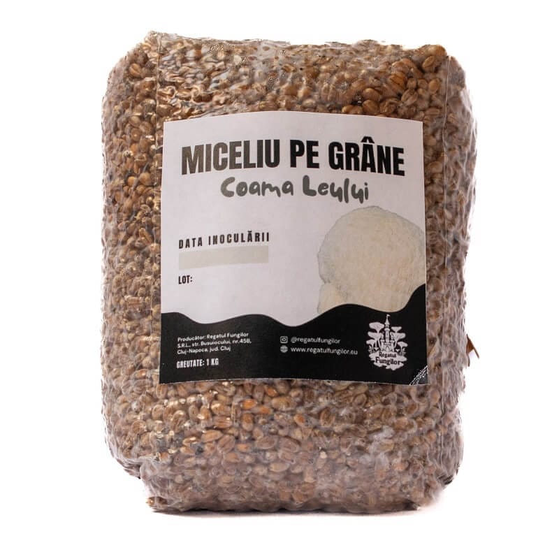 Miceliu de Coama Leului pe grâne (1kg) - Regatul Fungilor